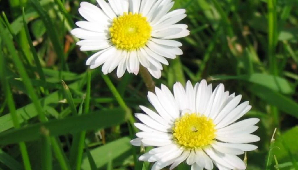 Bellis Perennis, una flor de apariencia muy peculiar y característica